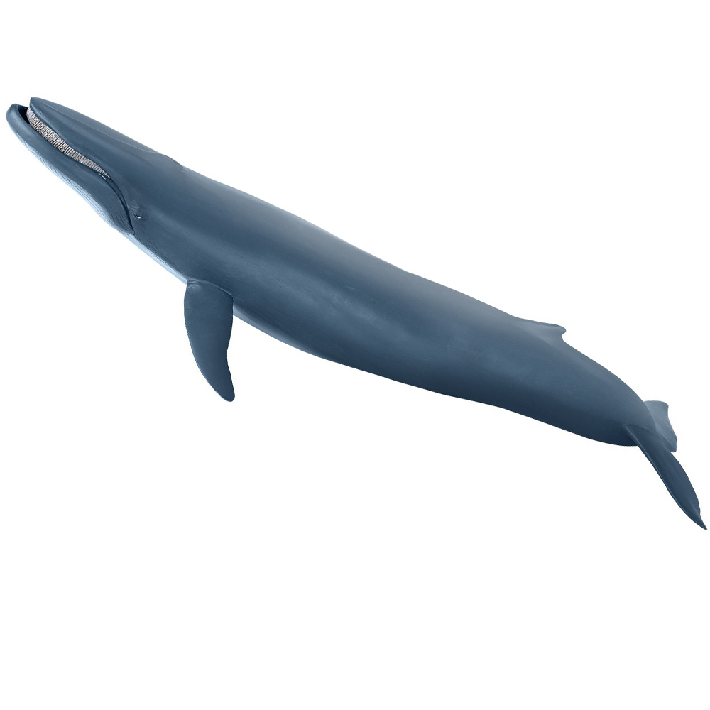 Blauwe vinvis | Papo zeedieren | gonewiththewind.nl